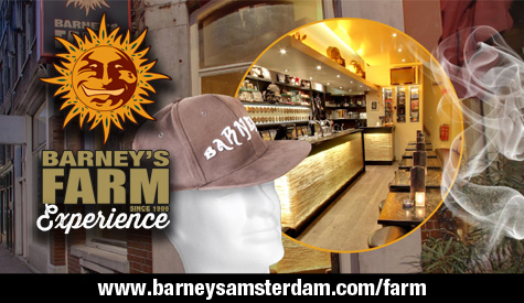 ! Amnesia Coffeeshop - Barneys Amsterdam Experience